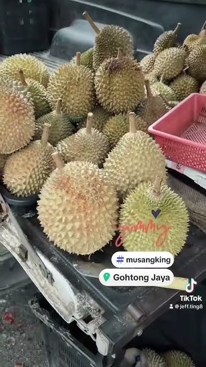 Musang King Durian & Black Thorn Durian at Gohtong Jaya, Genting Highland Malaysia #durian # ...