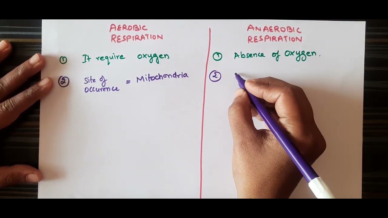 pointwise differences between aerobic and anaerobic respiration - YouTube