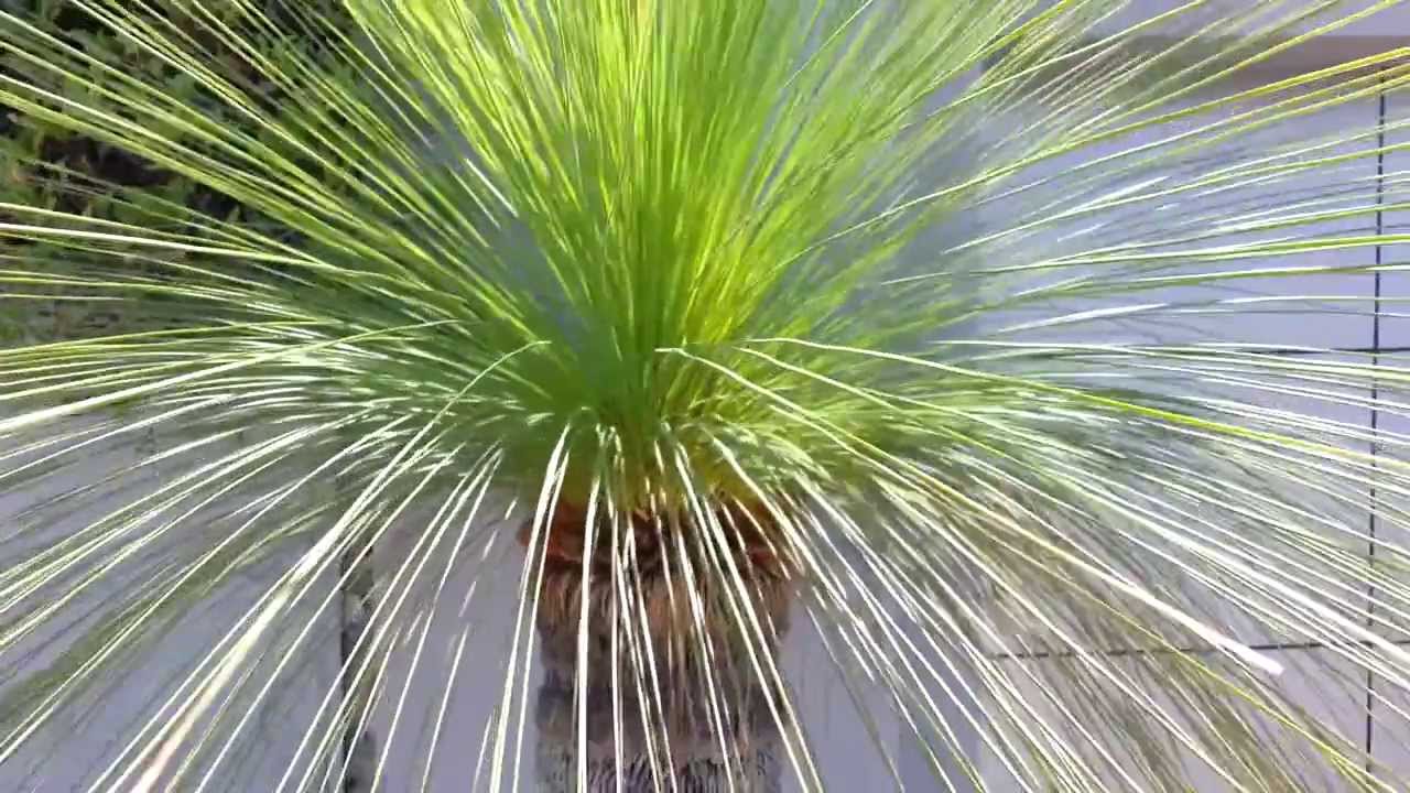 Grasstree - Xanthorrhoea - yakka - yacka - yacca HD 01 - YouTube