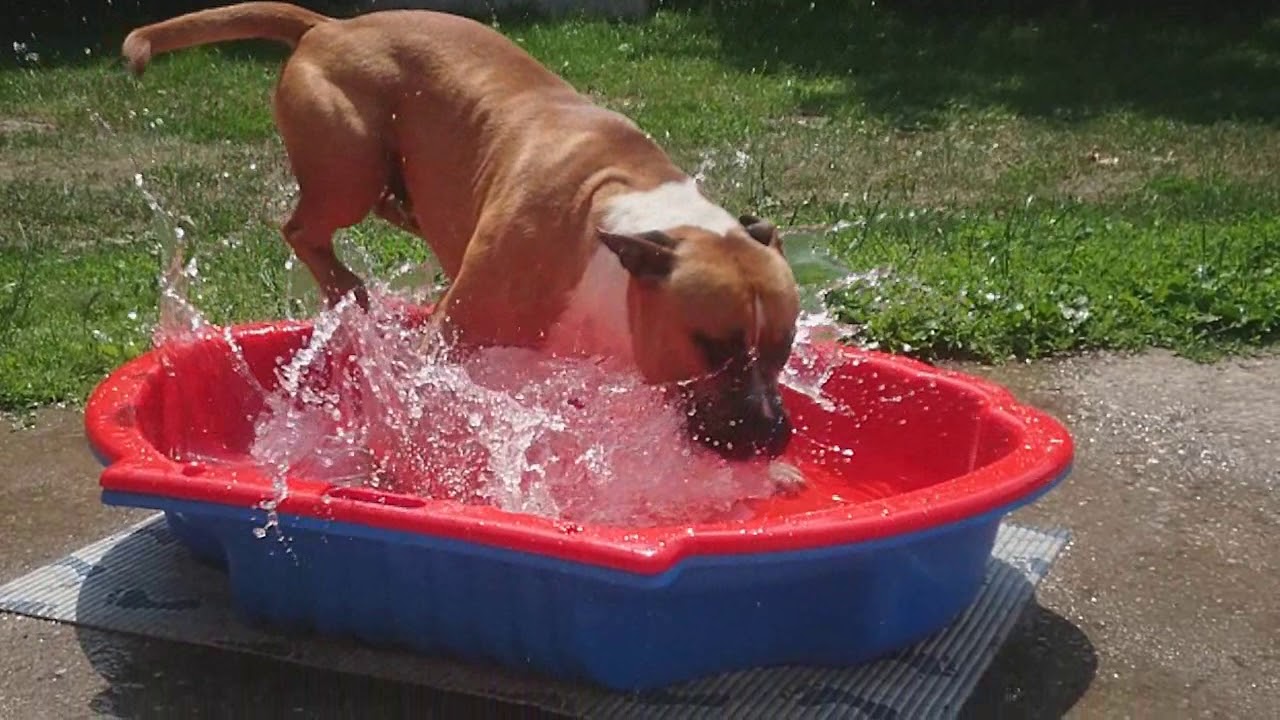 ULTIMATE DOG SLOW MOTION 960FPS COMPLIATION 2018 - YouTube