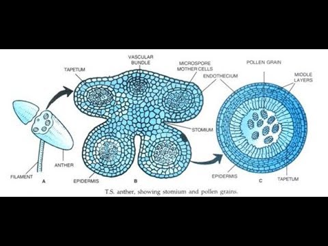 Microsporogenesis - Development of pollen grain ( microspore tetrad ...