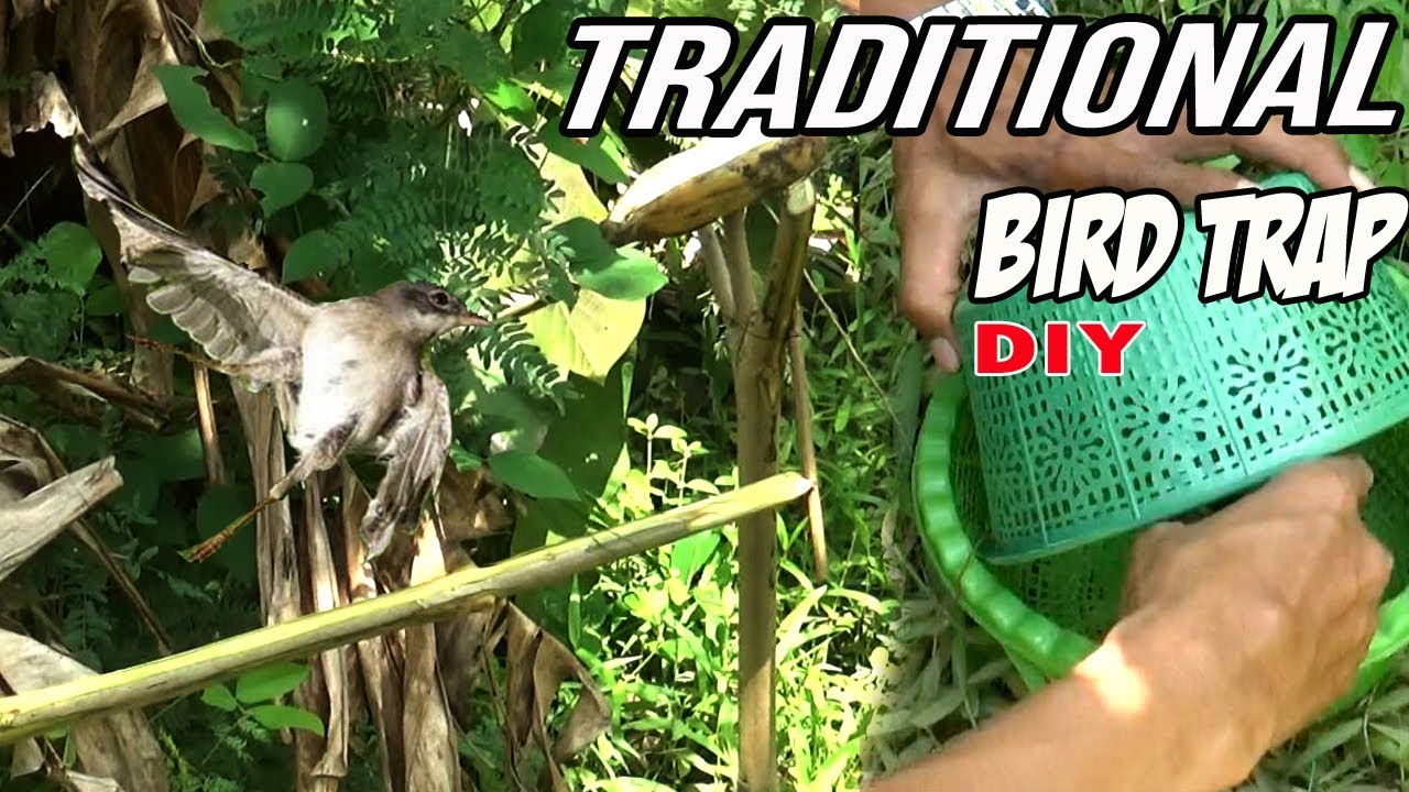 cara buat perangkap burung kutilang - YouTube