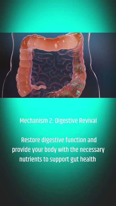 The Gut Health Masterclass: 4 mechanisms for healing leaky gut. - YouTube