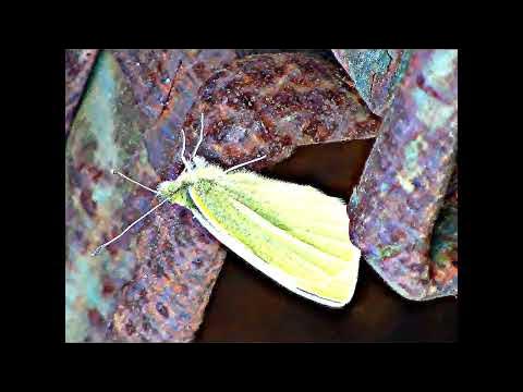 Naturbeobachtung Männlicher Zitronenfalter(Gonepteryx rhamni(L. 1758)) auf einer Terrasse ruhend ...