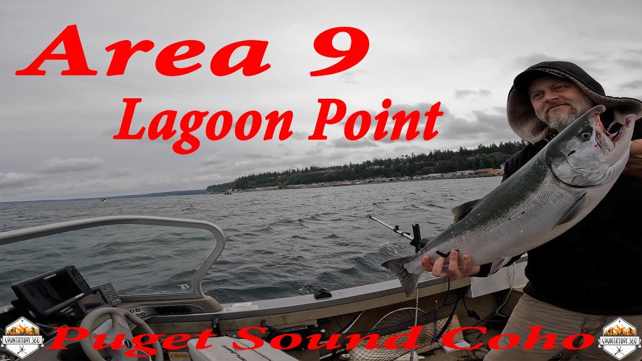 Area 9 Lagoon Point Coho Salmon || Sept 26 2024 || #coho #cohosalmon # ...