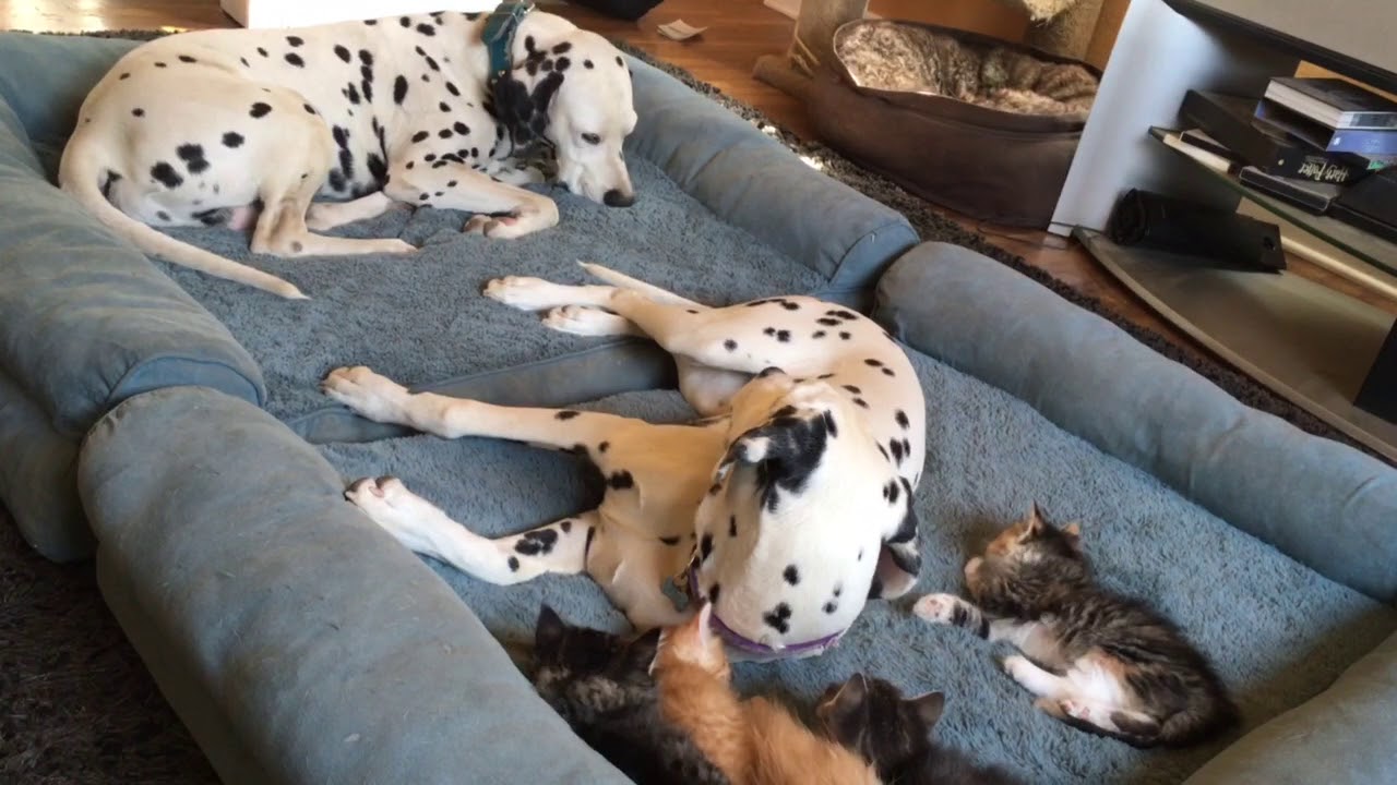 Silly Dalmatian enjoys affectionate play with tired foster kittens ...