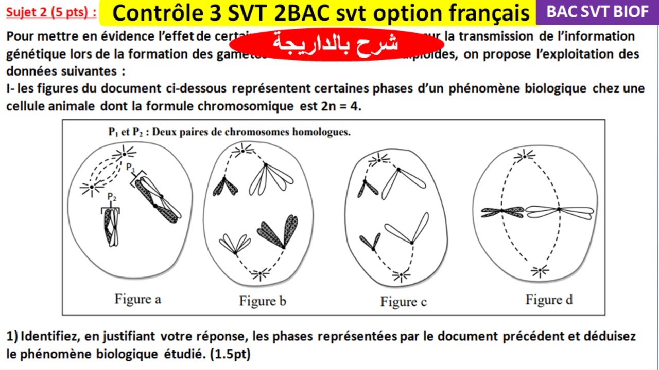 Contrôle 3 SVT 2BAC svt option français (شرح بالداريجة) - YouTube