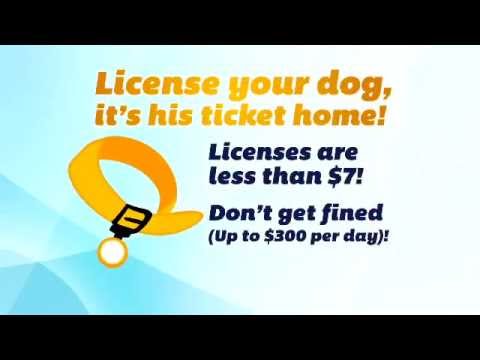 PA Dog License: Allegheny County Guide You Must See! - Pennsylvania ...