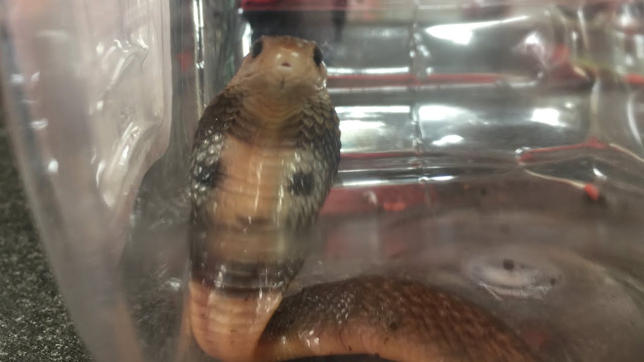 Juvenile Venomous Cobra Rescued but the Rooster Got killed by its ...