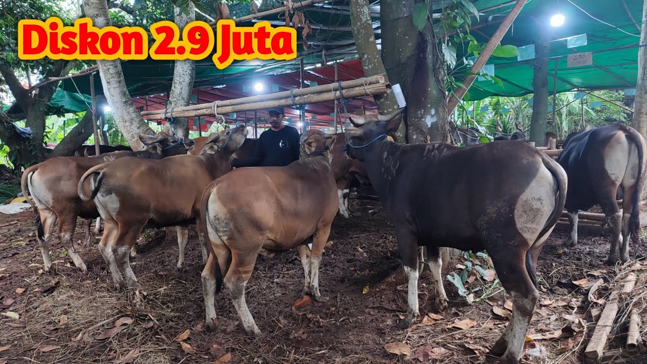 Jual Modal promo Cuci Gudang, Sapi Besar Di Jual Harga Ekonomis - YouTube