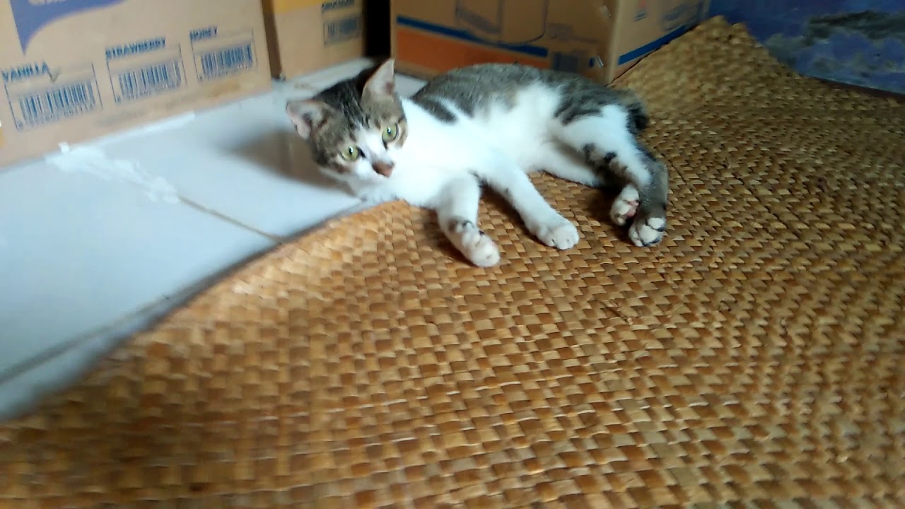 Kucing main bola - YouTube