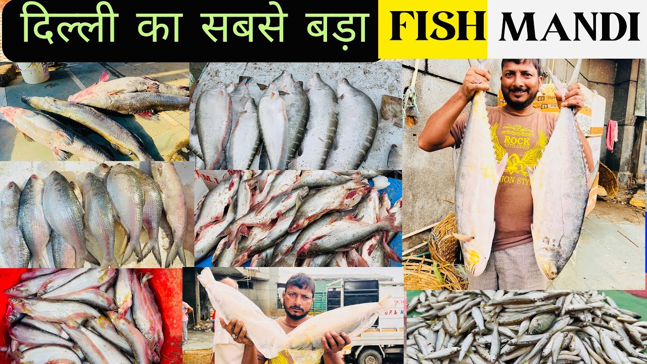 Ghazipur Fish Mandi Delhi Today Price 2024| ghazipur machli mandi ...
