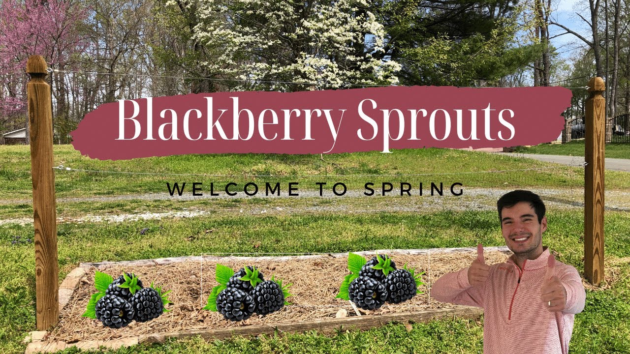 First Kiowa Blackberry Sprouts From Bare Root Plants - YouTube