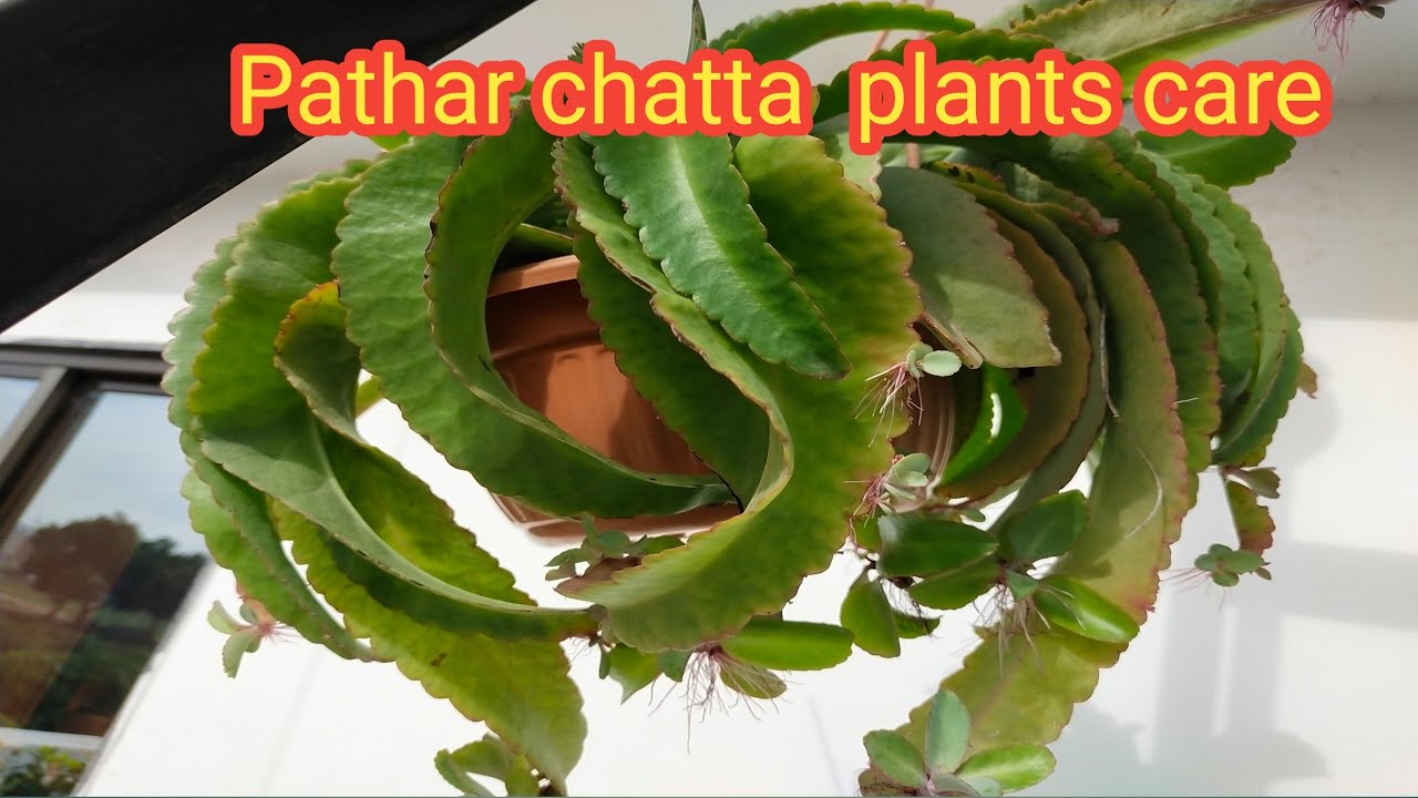 How to grow and care pathar chatta plants||Green Garden Gujarat|| - YouTube