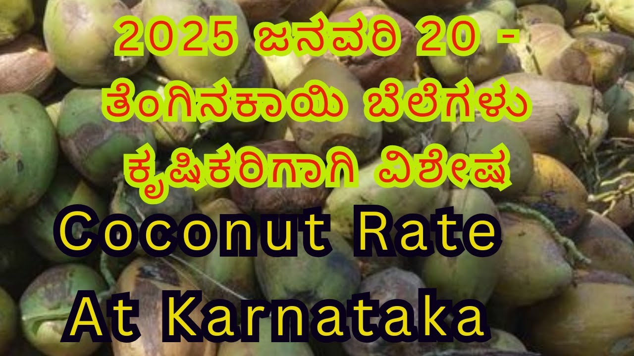 2025 ಜನವರಿ 20 ತೆಂಗಿನಕಾಯಿ ಬೆಲೆಗಳು ಕೃಷಿಕರಿಗಾಗಿ ವಿಶೇಷ | Coconut Rate At Honnali , Tarikere , Malur ...