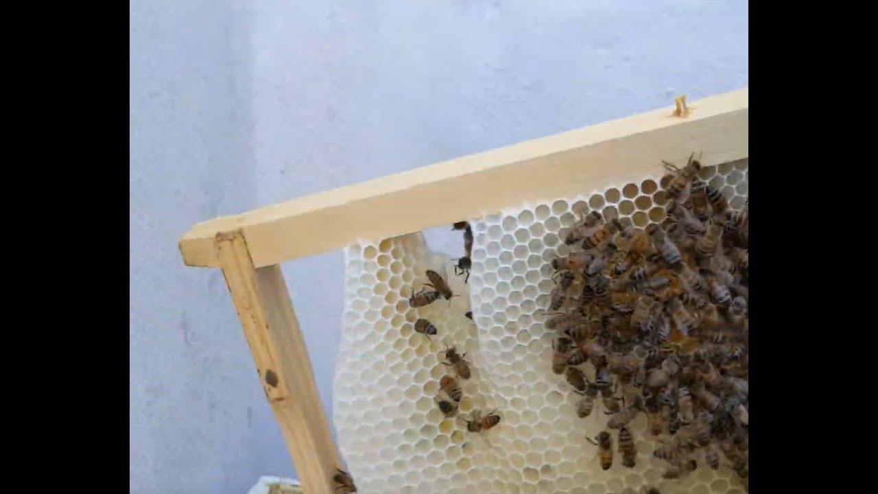 White comb, 1 week of work for the worker bees. - YouTube