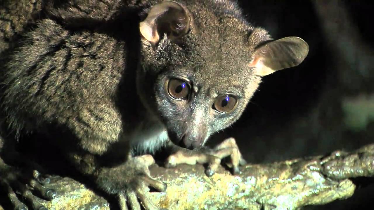 Night Hunters Preview.m2t - YouTube