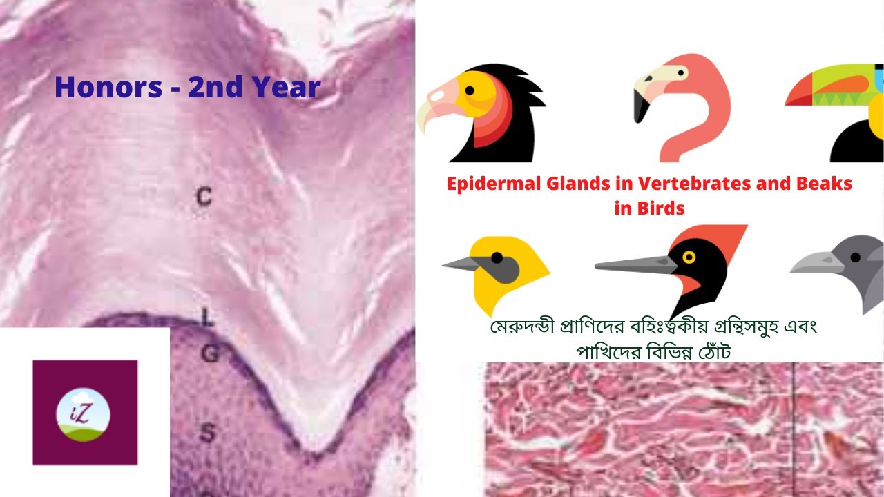 Epidermal Glands in Vertebrates and Beaks of Bird - YouTube