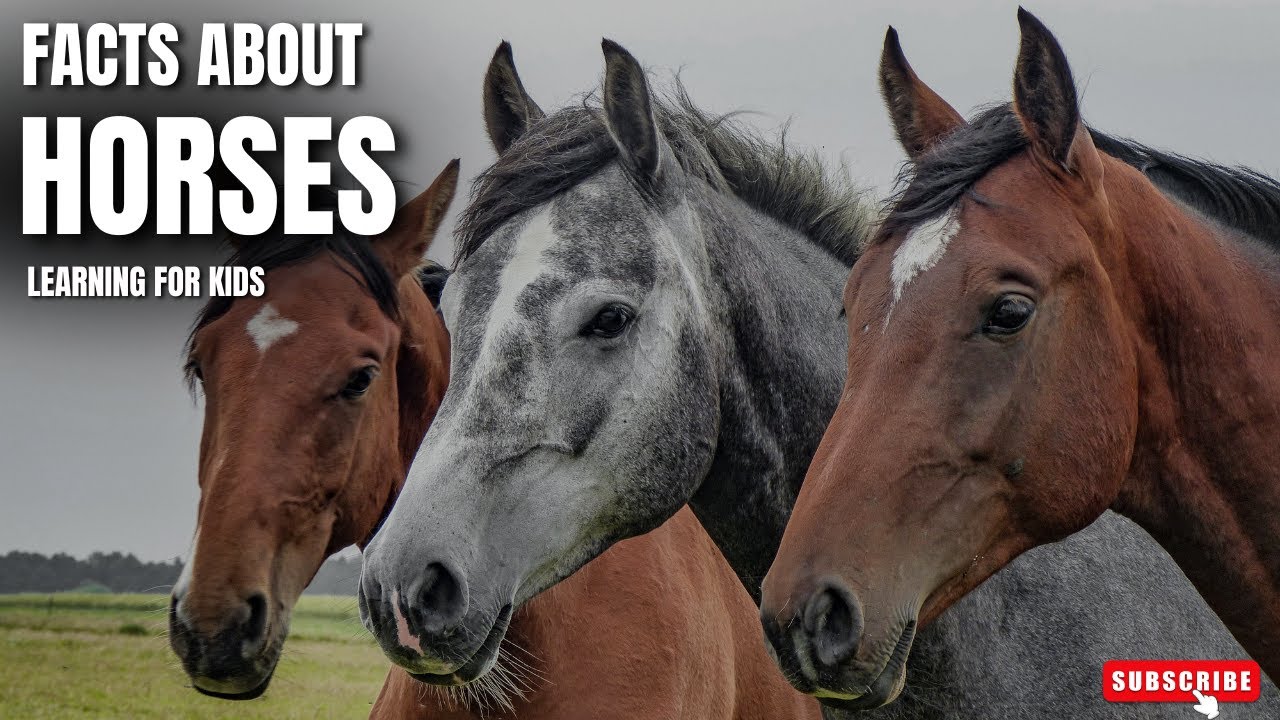 Horse Facts for Kids - Learn about horses for children & horse ...