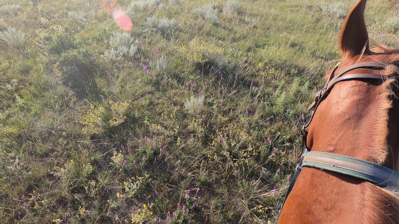 Sydney on a 4 bird sharpie covey. - YouTube