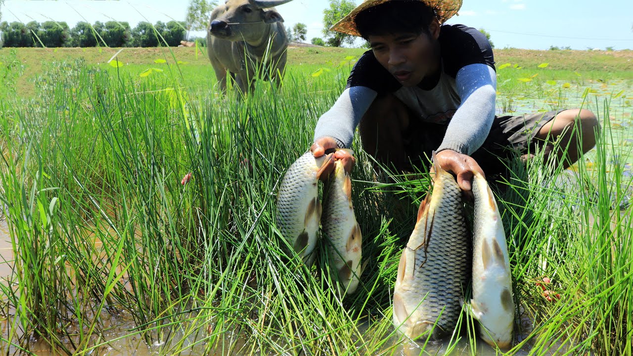 Unbelievable! Found & Catching a lot of Army Catfish & Carp Fish When ...