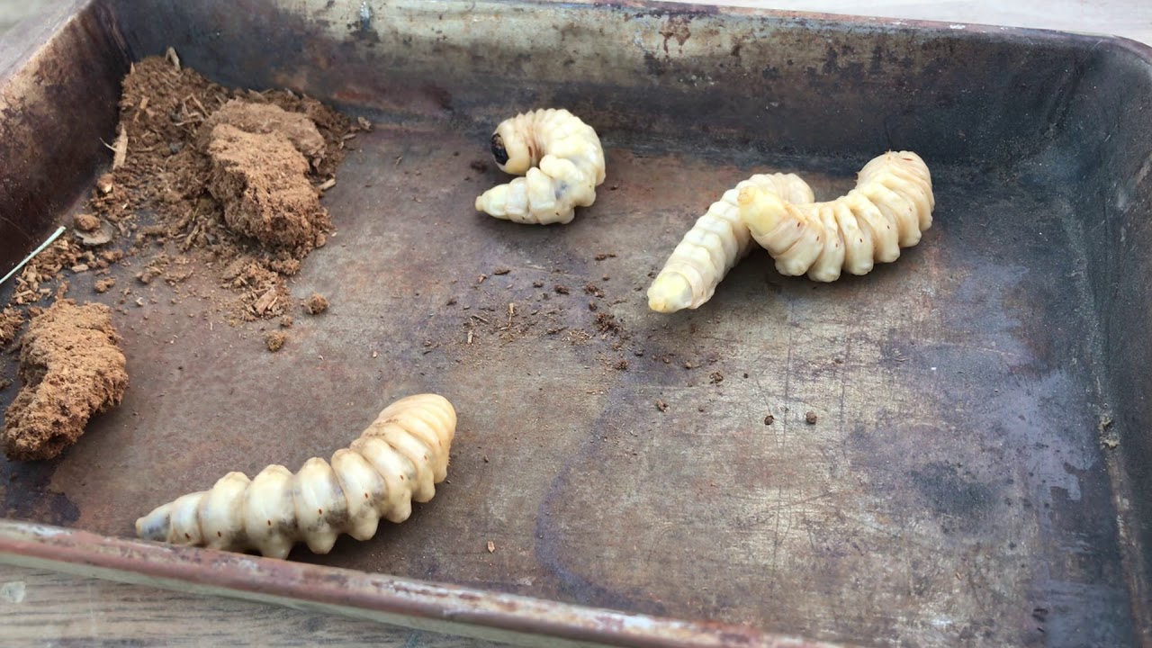 Pine Beetle Larvae - YouTube