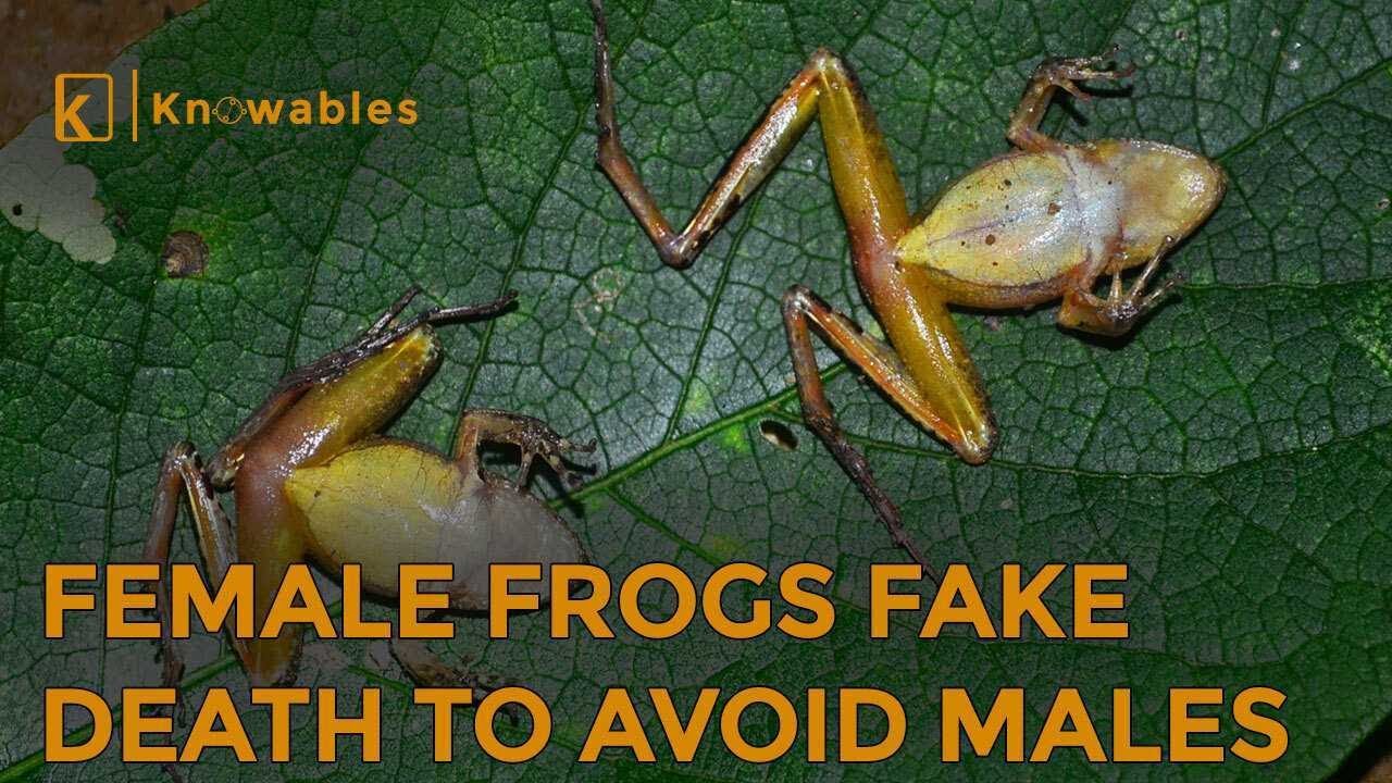 To Avoid Male Touch, Female Frogs Fake Death - YouTube