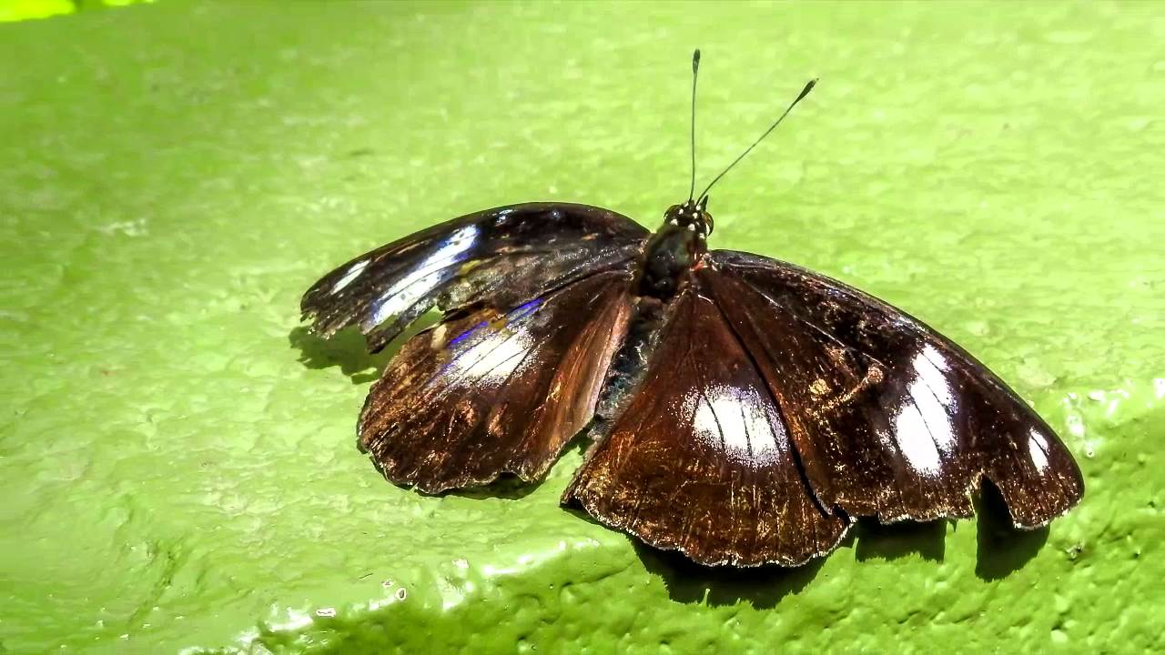 Butterfly Wonderland Photos - YouTube