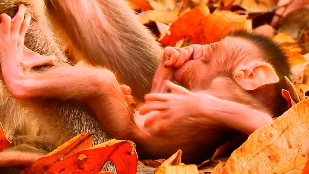 Million pity !! Adorable newborn baby monkey was fallen down from mom ...