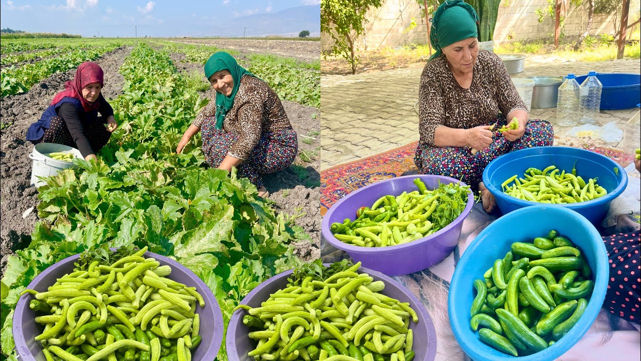 HALAMIN KÖY EVİ İLK SALATALIK ACUR HASADI | LEZZETLİ KÖY YEMEKLERİ ...