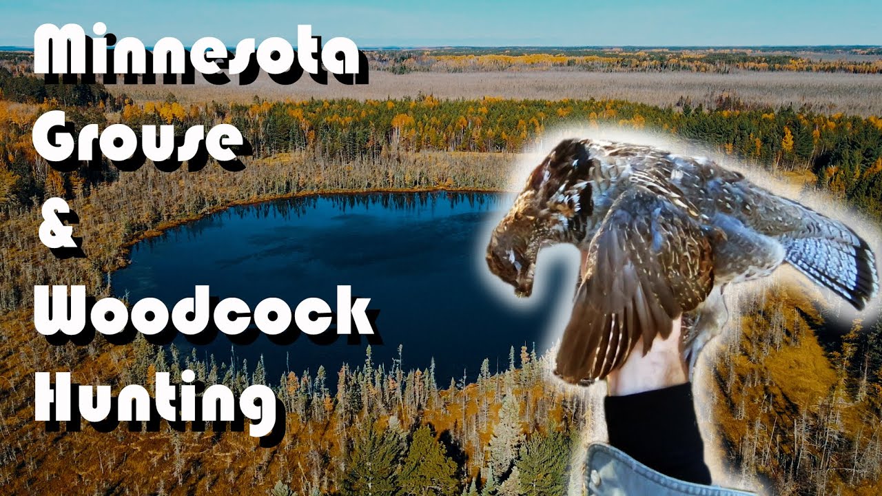 Minnesota GROUSE and WOODCOCK Hunting (trying new spots using Sportsman ...