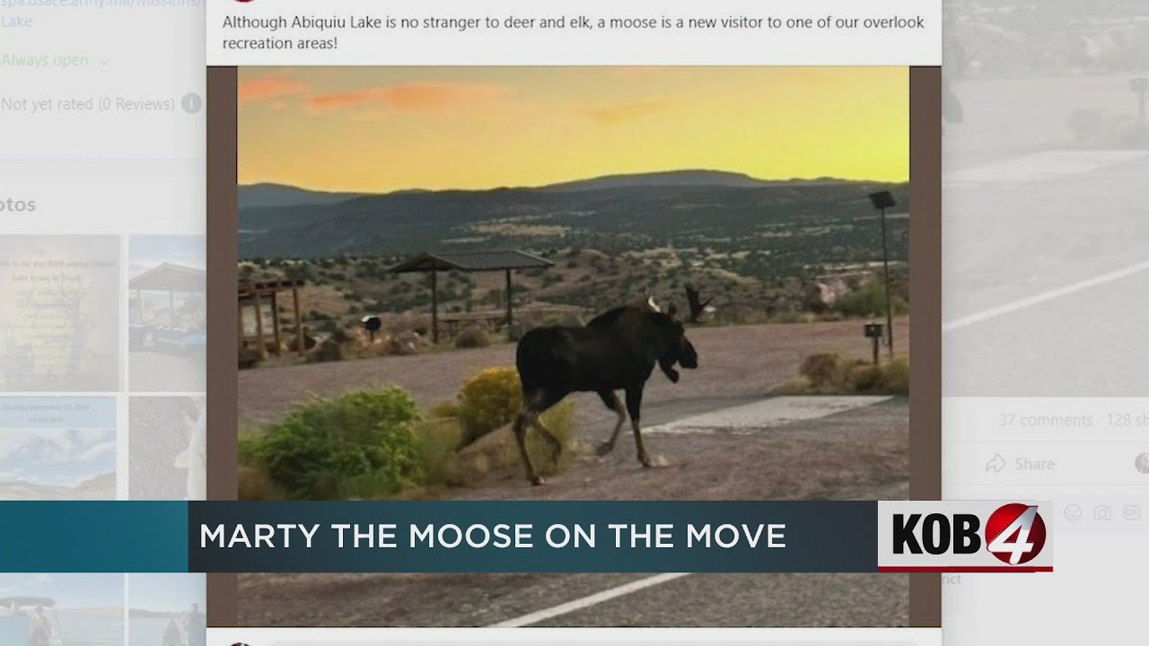 Beloved 'Marty the Moose' spotted at Abiquiu Lake - YouTube