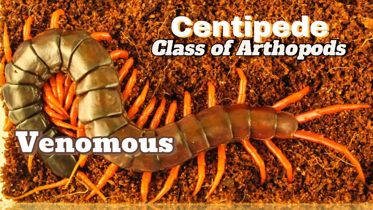 Centipede: Class of arthropods - Are venomous and can inflict painful ...