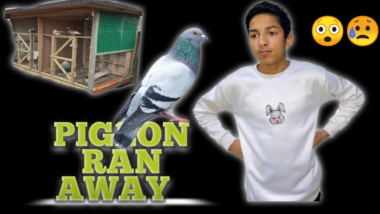 PIGEON RUN AWAY 😭😭 - YouTube