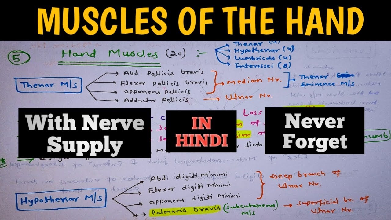 Muscles of Hand and their Nerve Supply | Upper Limb Anatomy tutorial ...