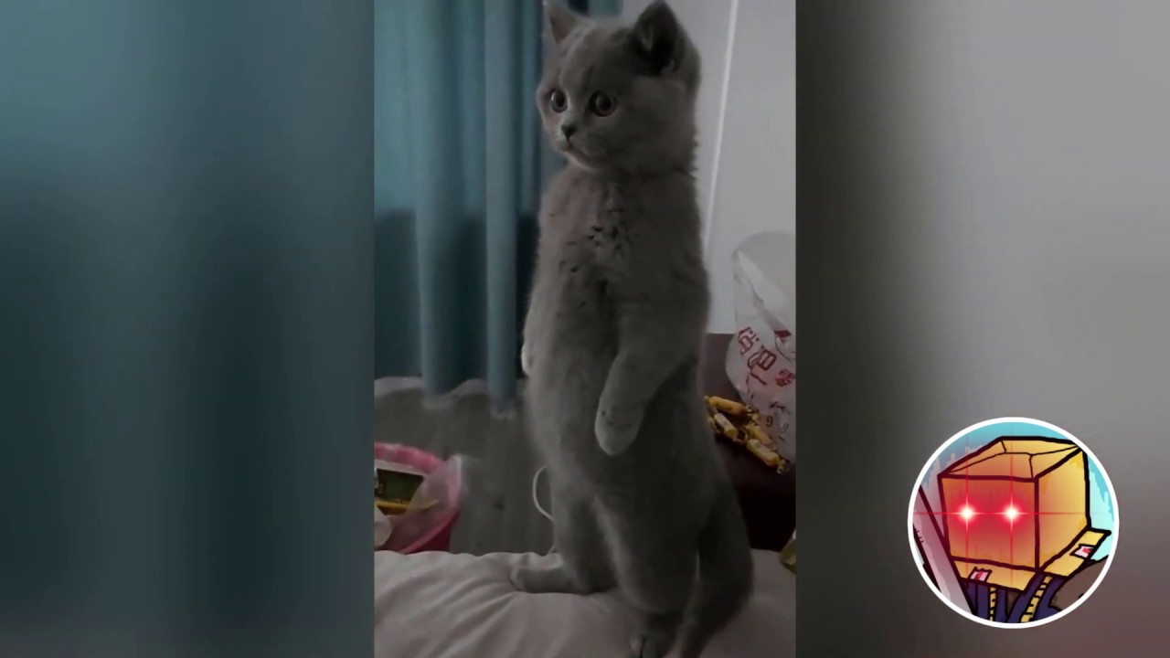Cute Shorthair Kitten Meme Video - YouTube