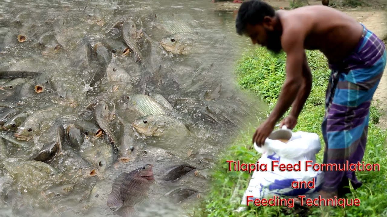 Fish Farming with Tilapia | Big pond in the village brings sacks and ...