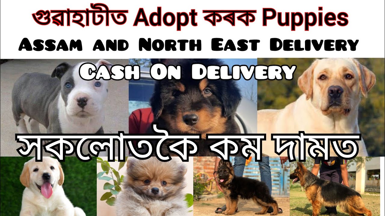 Adopt Dogs direct from Breeder in Guwahati । All Assam and North East ...
