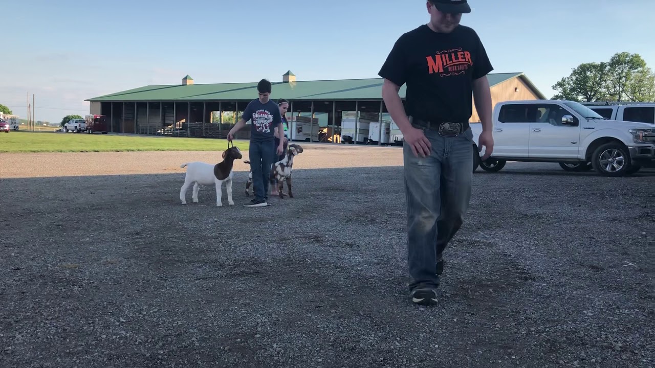 4H Meat Goat Showmanship Boone County IN - YouTube