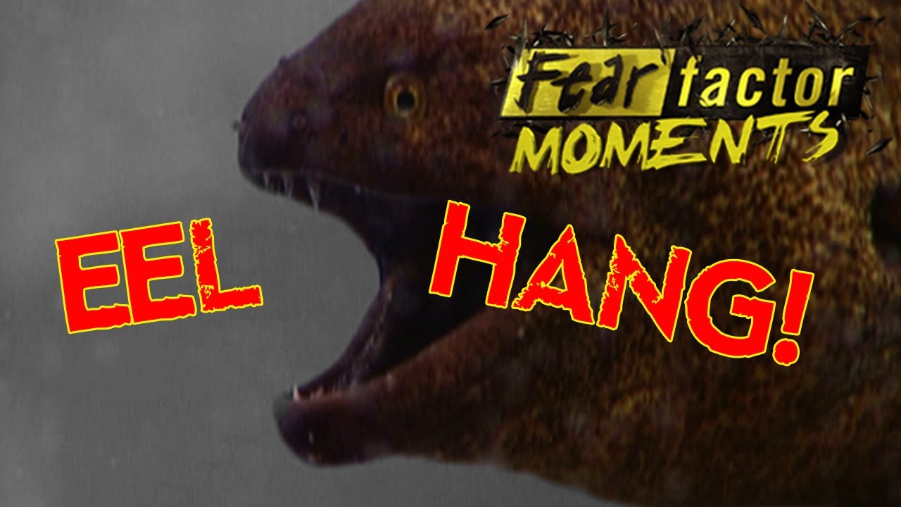 Fear Factor Moments | Eel Hang - YouTube