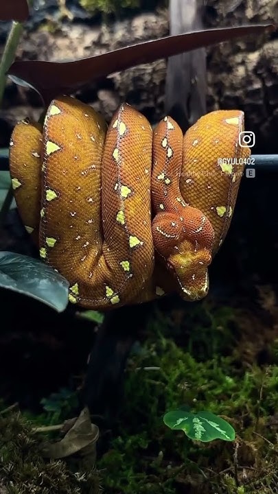 Cyclops GTP #그린트리파이톤#greentreepython #GTP#chondro#파이톤#cyclops#terrarium ...