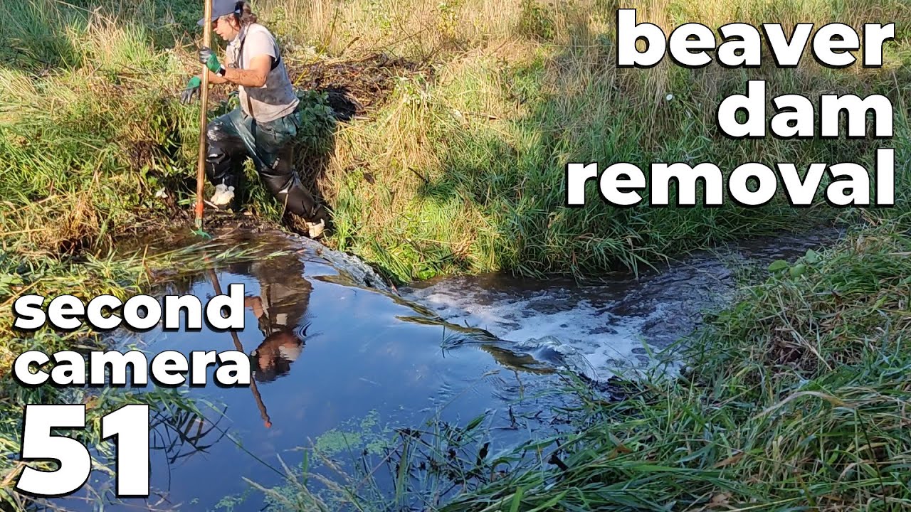 I Worked With My Wife - Manual Beaver Dam Removal No.51 - Second Camera ...