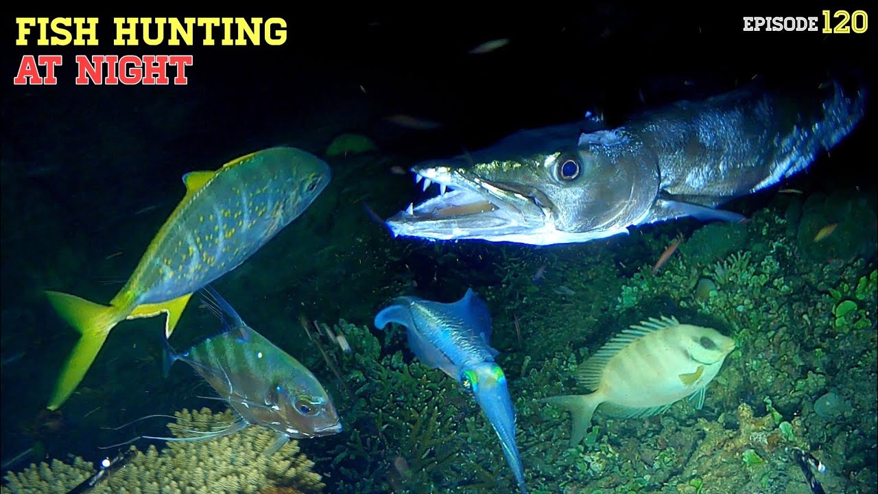 NIGHT SPEARFISHING EPISODE 120 | FISH HUNTING AT NIGHT - YouTube
