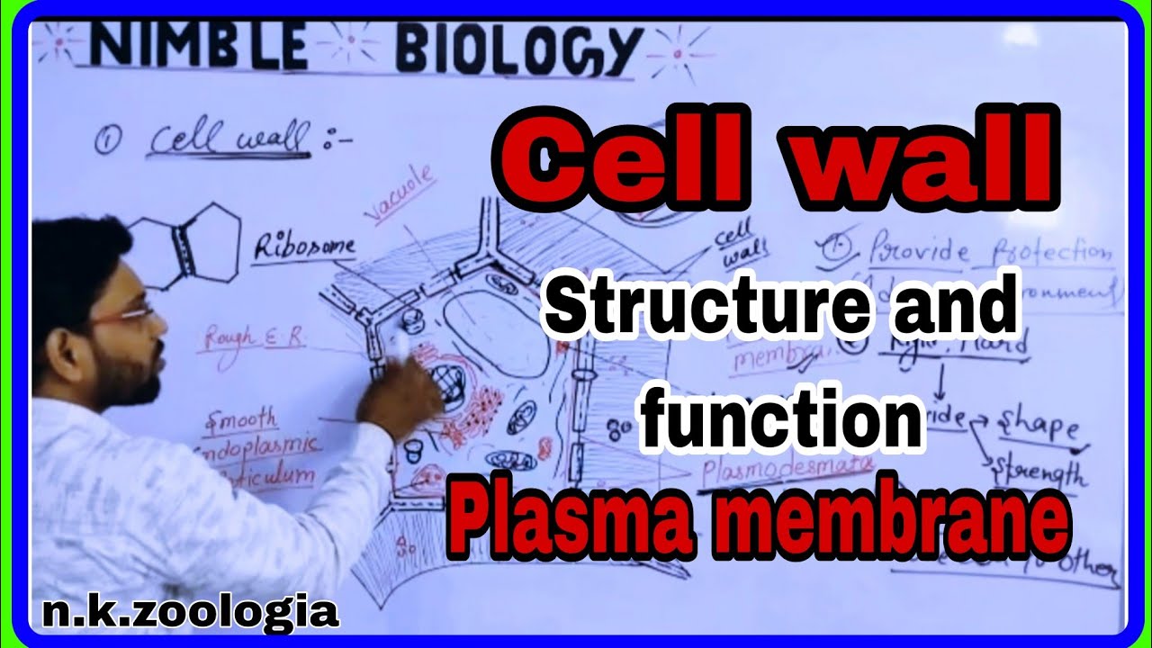 L-3 | The Cell | Cell wall | structure and function | Type of Cell wall ...