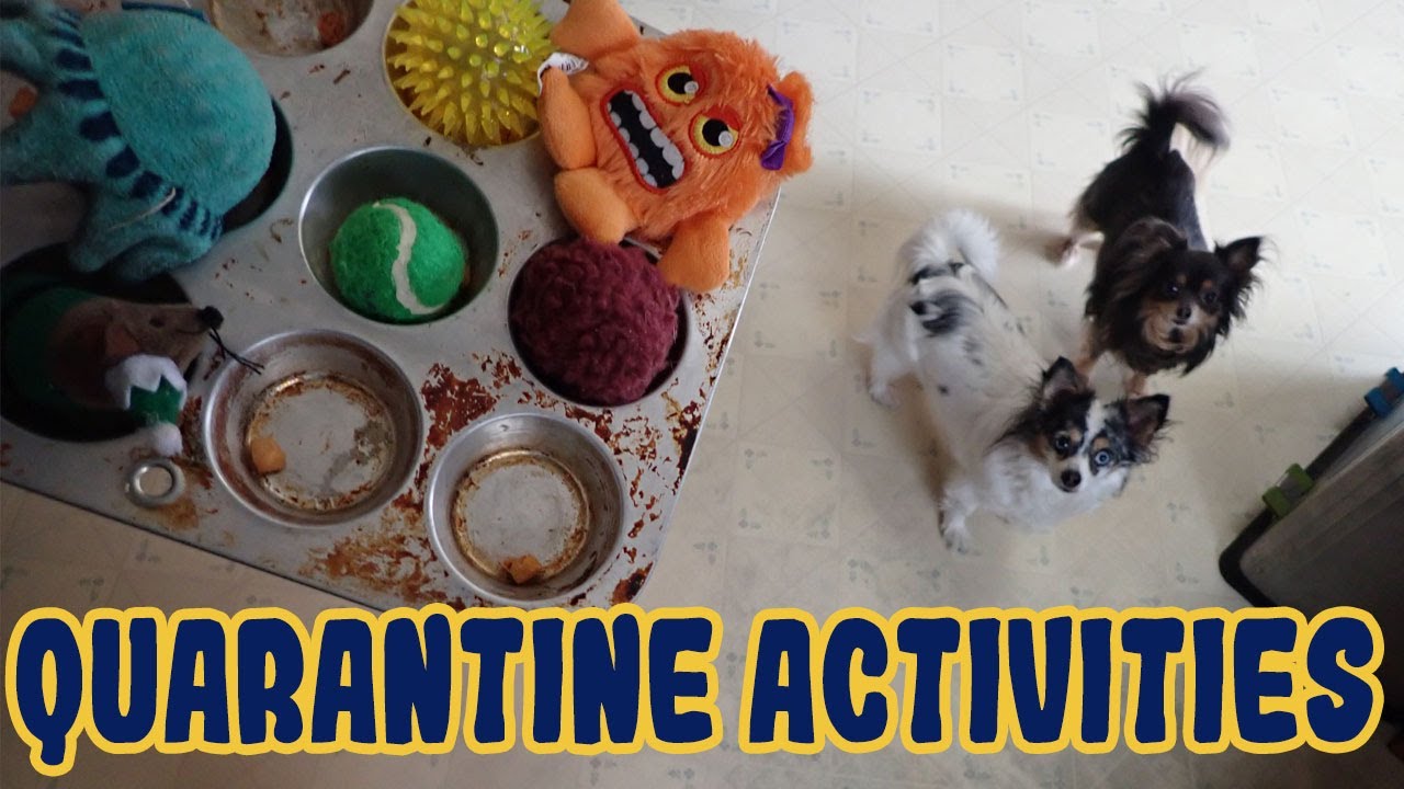 A Day In Quarantine With My Chihuahuas | Indoor Dog Activities During ...