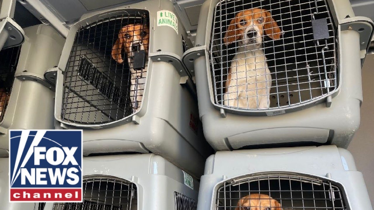 Fauci's test beagles freed from the lab - YouTube