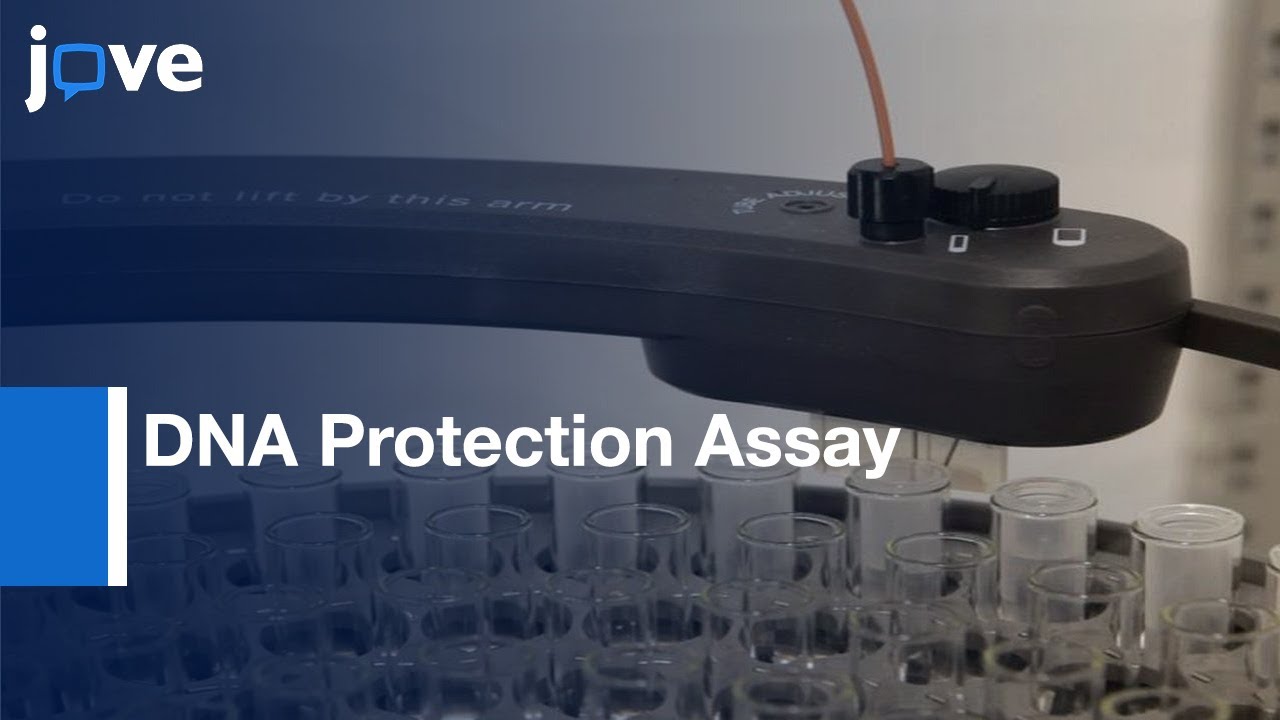 DNA Protection Assay To Visualize Stress Mediation Properties Of Dps ...