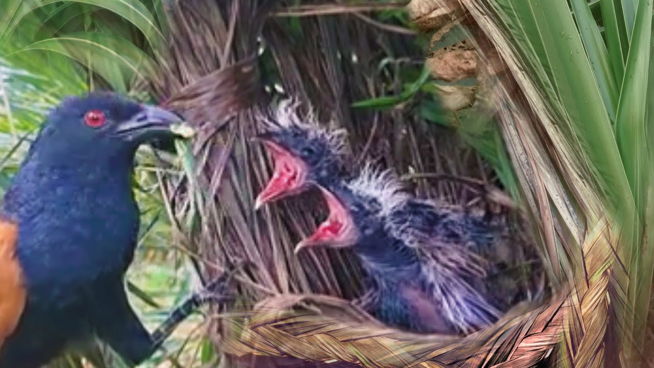 BURUNG BUTBUT SURUH ANAKNYA DIAM DAN SABAR MENUNGGU GILIRAN - YouTube