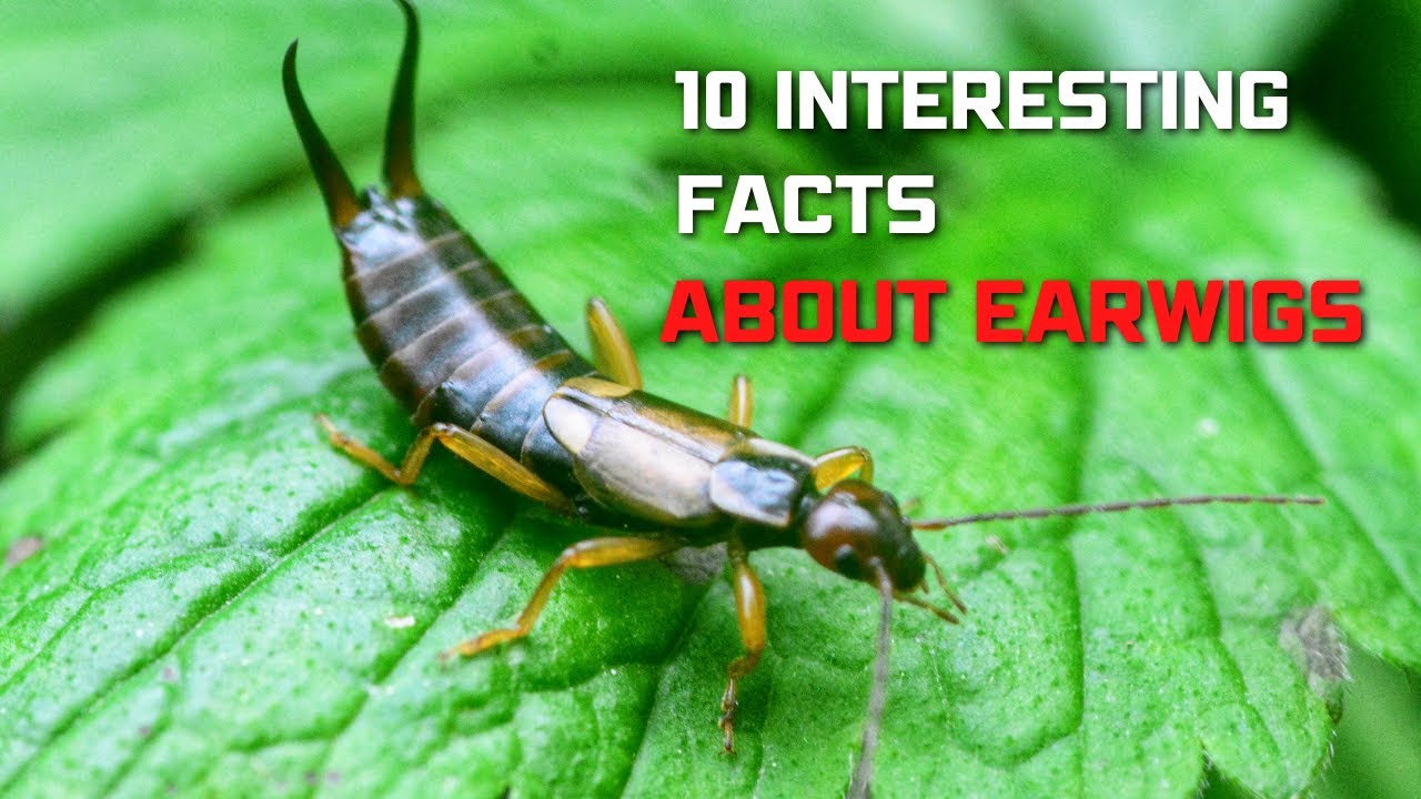 10 MOST AMAZING FACTS ABOUT EARWIGS | #AnimalsandPets - YouTube