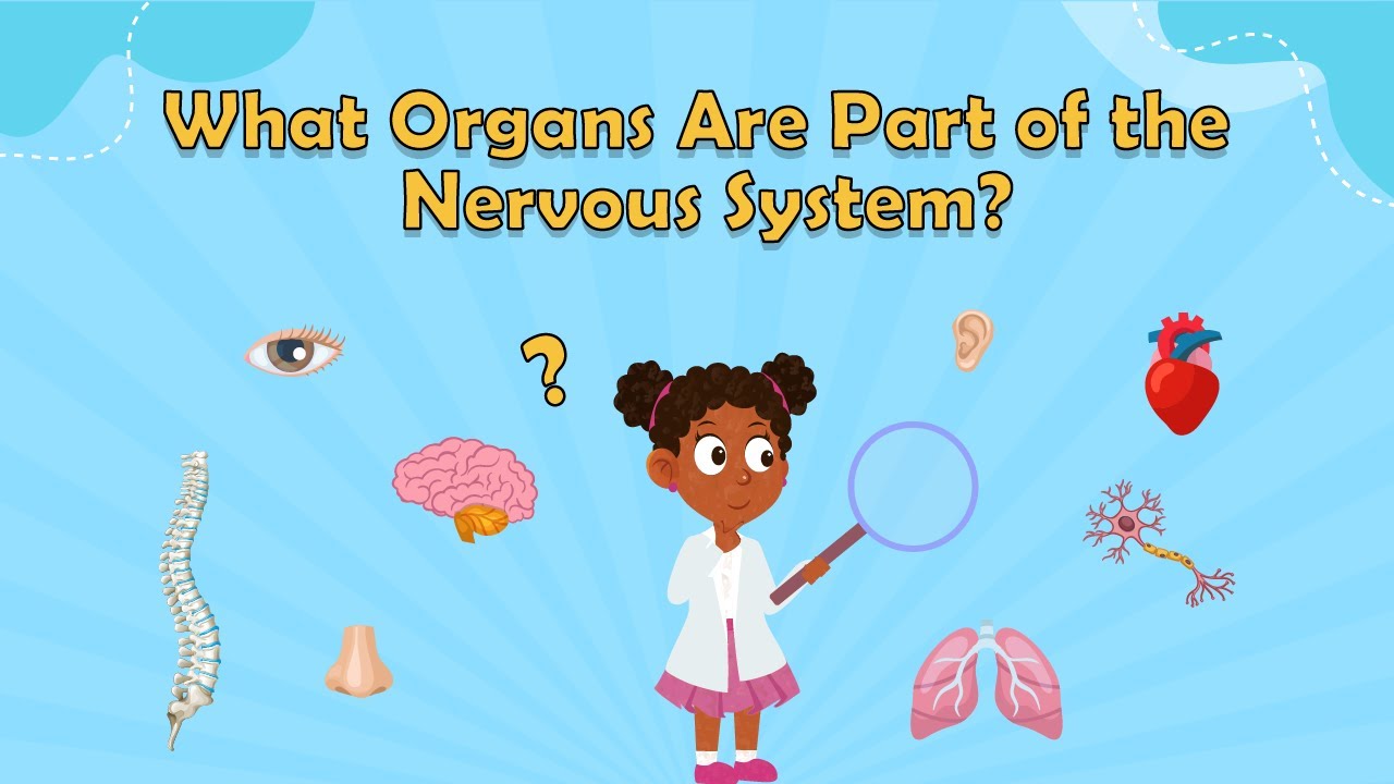 What Organs Are Part of the Nervous System? | Brain Facts | Human Body ...